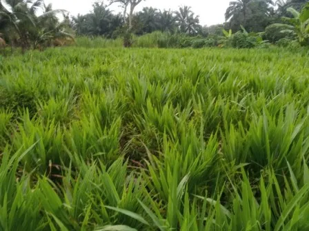 【GW】Benih Rumput Napier Terbaik - Napier Dwarf / Napier Australia (4kg ...