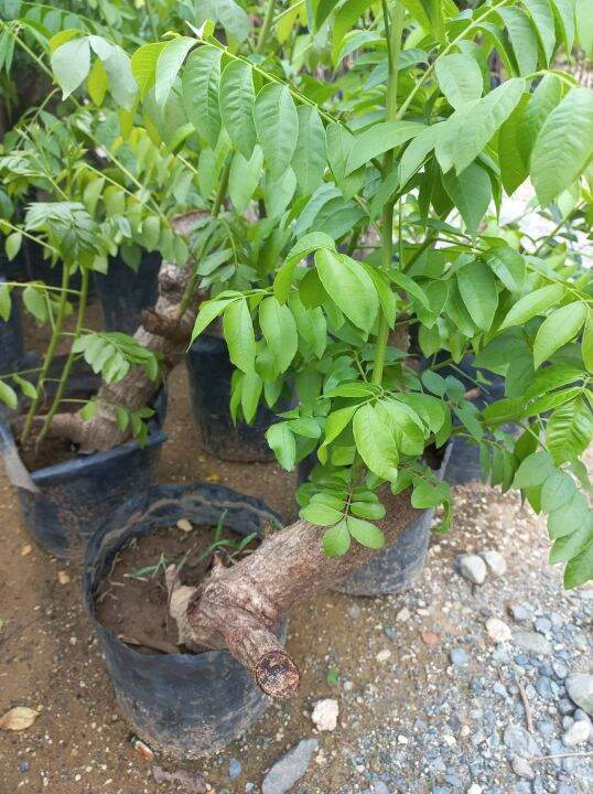 SINEGUELAS TREE OR SPANISH PLUM RED MOMBIN RED PLUM ROOTED ALREADY LIVE ...