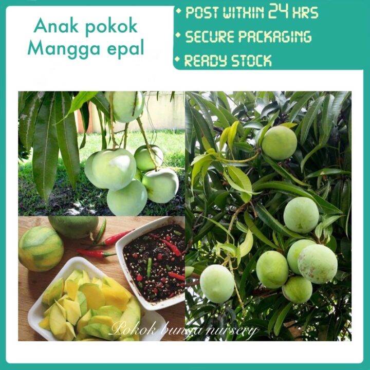 PBN - anak pokok mangga epal - pokok bunga nursery mango apple cepat rajin berbuah lebat subur ...