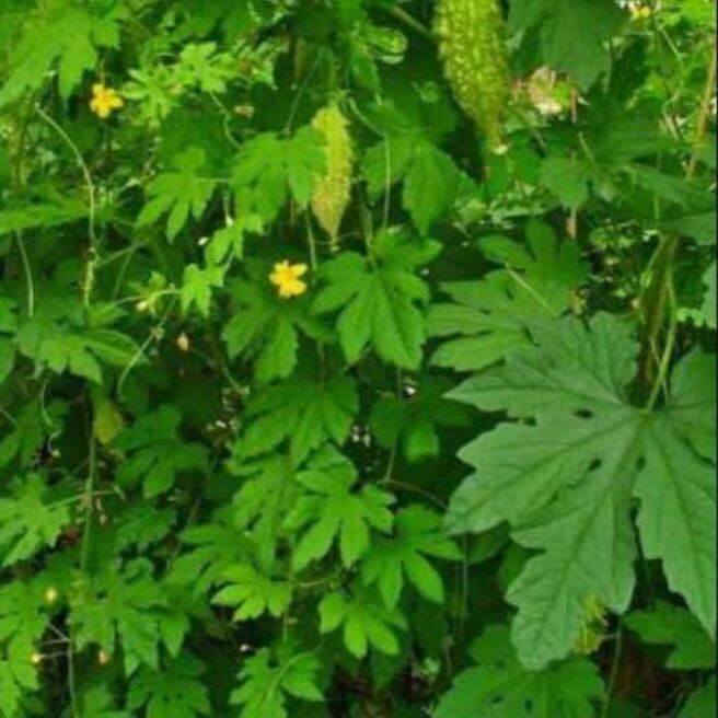 jual daun pare hutan 1kg | Lazada Indonesia