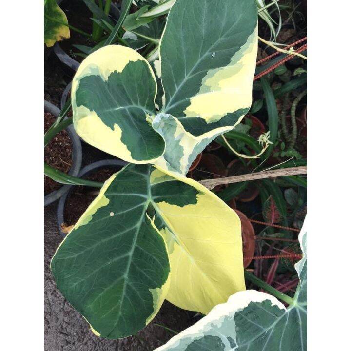 Alocasia Mickey Mouse variegated real plant lawa cantik beautiful ...