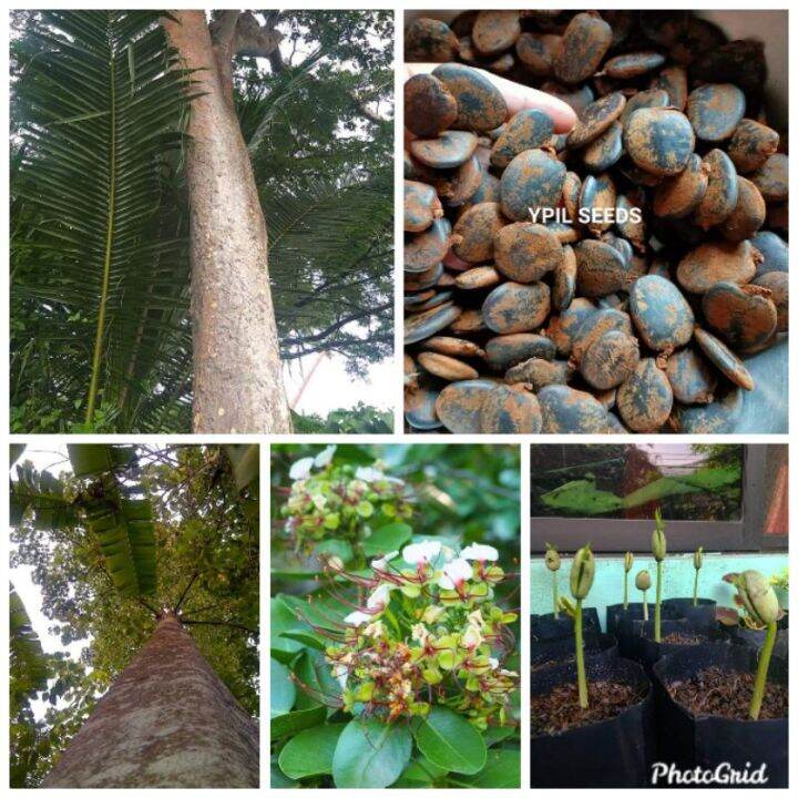 buy one get one free，50 seeds (not plants) IPIL/YPIL TREE SEEDS ...