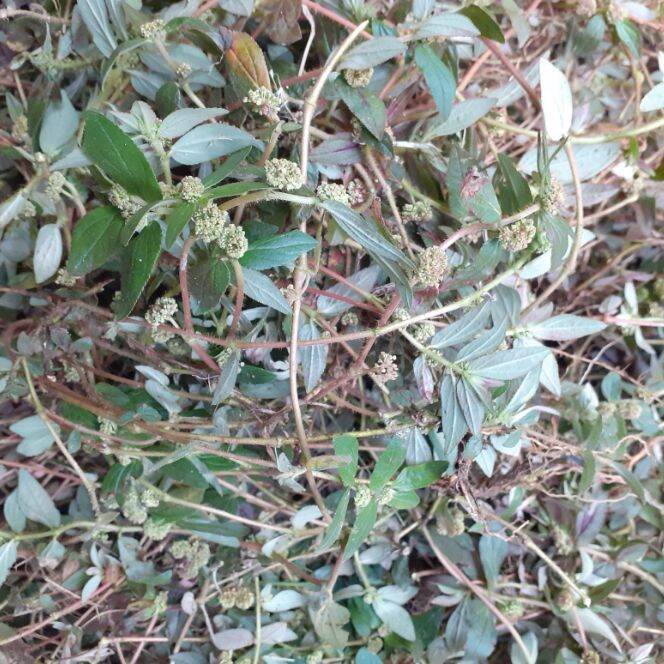 Daun patikan kebo 1/4 kg | Lazada Indonesia