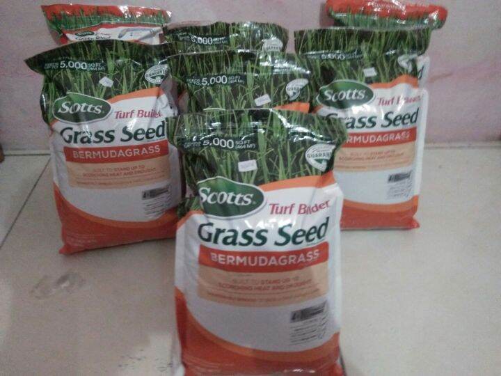 Biji rumput Bermuda 250g - biji rumput jepang - biji Rumput lapangan ...