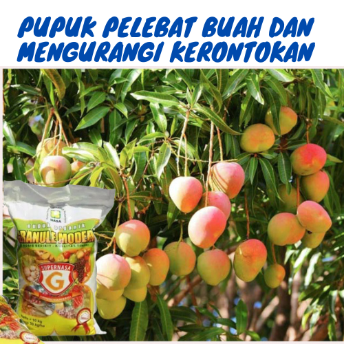 Pupuk Pembesar Buah / Pupuk Agar Buah Besar Dan Berbobot / Pupuk Segala ...