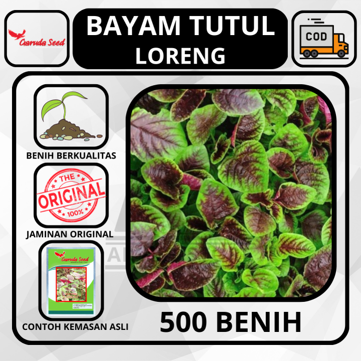500 Butir - Benih BAYAM LORENG Garuda Seed Bibit Sayuran Tanaman Bayam ...