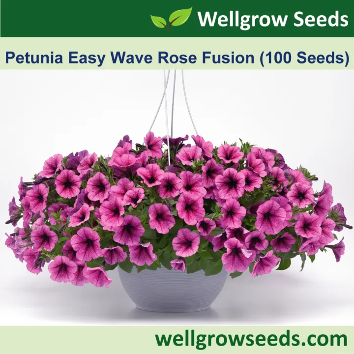 Flower Seeds : Petunia Easy Wave Rose Fusion Pelleted (100sds) 矮牵牛花 ...