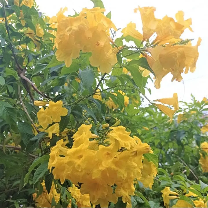 Yellow Trumpet Bush Flower Seeds (Tecoma Stans) (It's a seed, not a ...