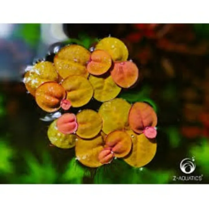 Red Root Floater / Phyllanthus fluitans / water lettuce / Salvinia natans floating plants ...