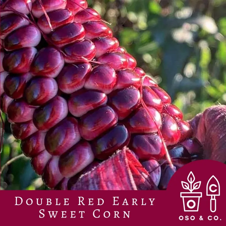 50 Seeds (buy 2 get 1 free) Double Red Early Sweet Corn Zea Mays Oso Co ...