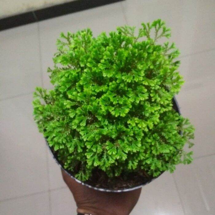 Tanaman Hias Lumut Ambon - Mos Ambon - Tanaman Gantung lumut | Lazada ...