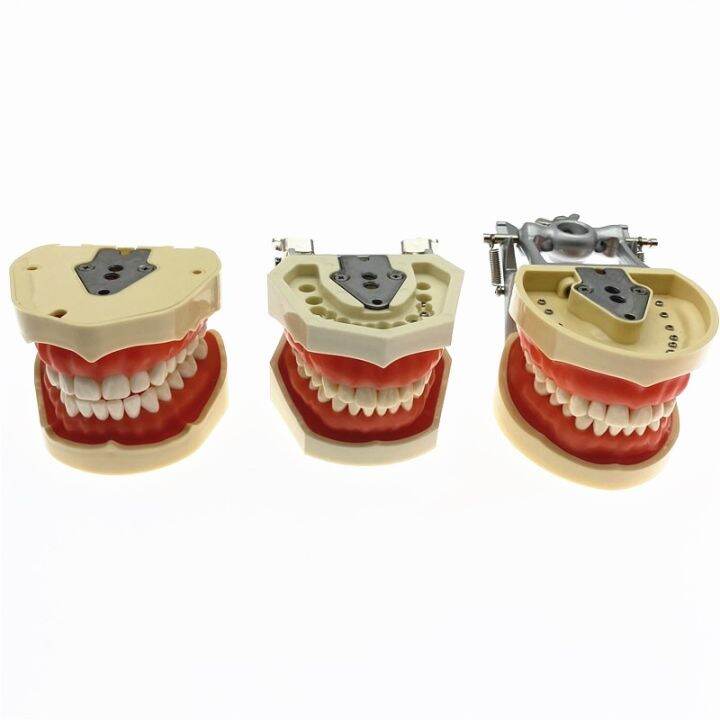 Dental Teaching Model simulation tooth Model Dental phantom head teeth ...