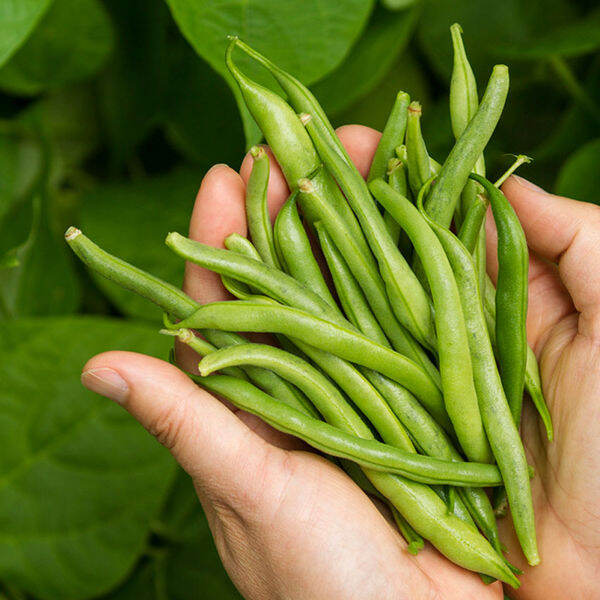 Baguio Beans Beans Seeds - Beans Seeds Baguio Beans - Vegetable Seeds ...
