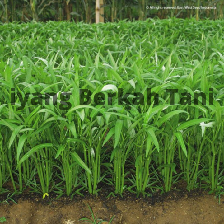 Benih Bibit Kangkung darat Daun lebar Kemasan Repack 20 gram - Kangkung ... Benih Bibit Kangkung darat Daun lebar Kemasan Repack 20 gram - Kangkung ...