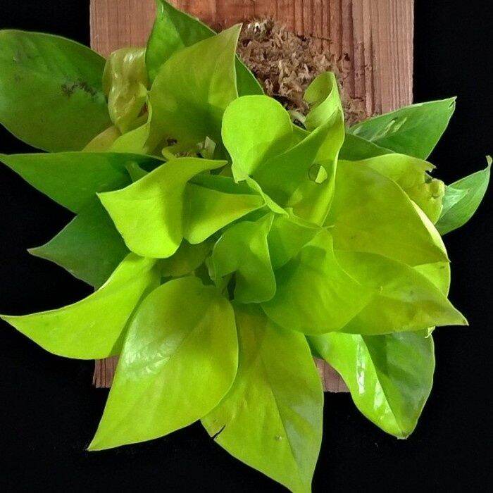Wall of fame - Philo Pothos Lemon Lime Sirih Gading Kuning | Lazada ...