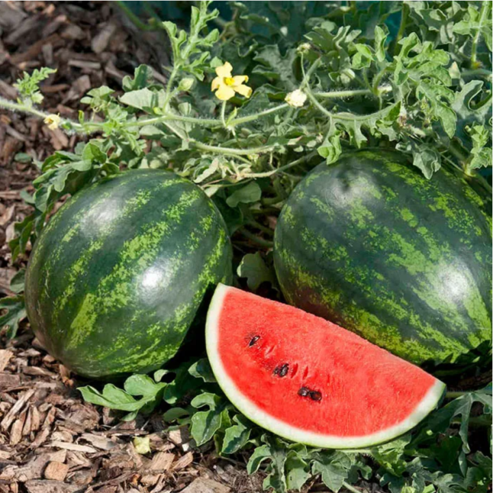 P20 per pack pakwan / watermelon seeds - condor seeds - plant seed ...