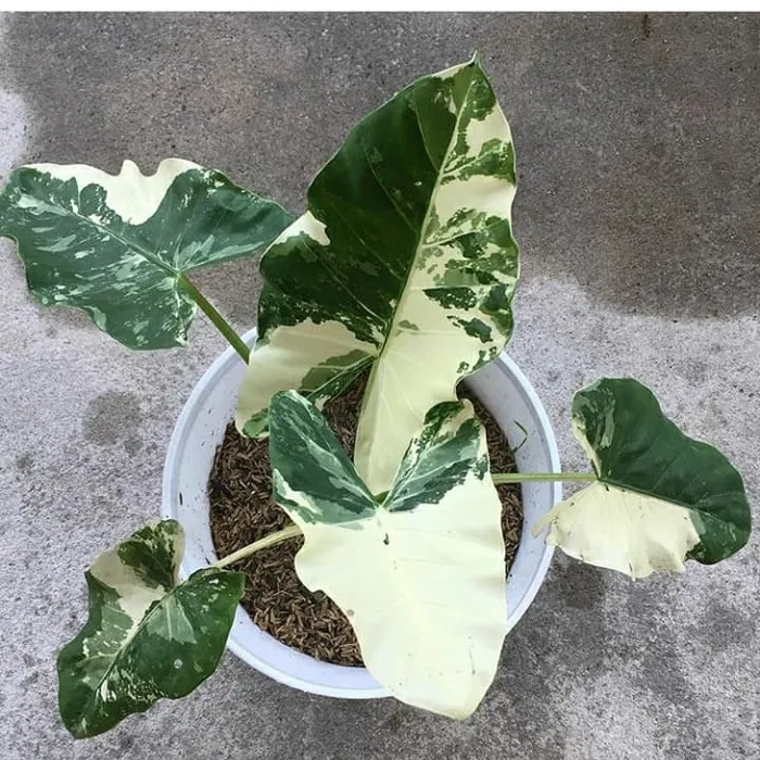 tanaman hias sente variegata/sente variegata | Lazada Indonesia