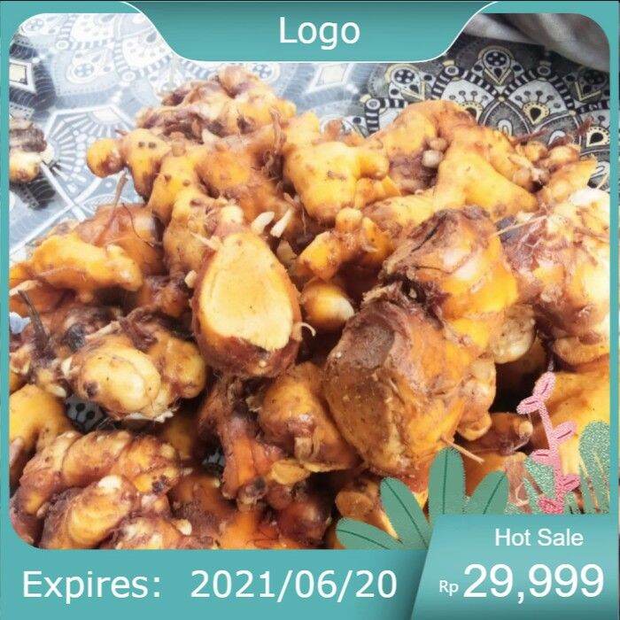 rimpang bangle atau panglai segar 500 gram | Lazada Indonesia