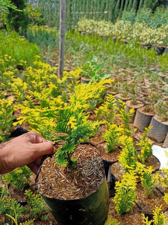 pohon cemara inoki kuning biasa | Lazada Indonesia