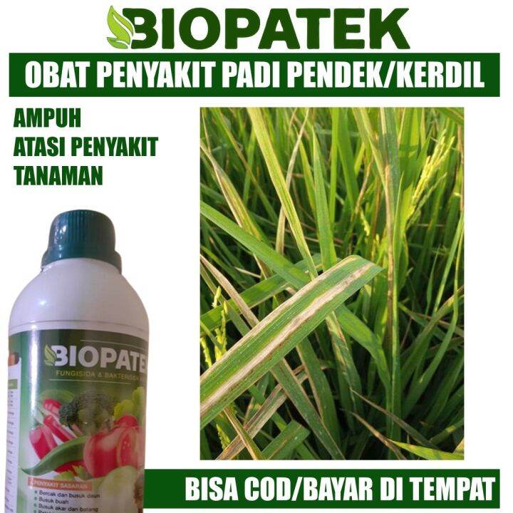 (PROMO) BIOPATEK Obat Kerdil Padi Kresek, Blast, Merah Padi - Fungisida ...