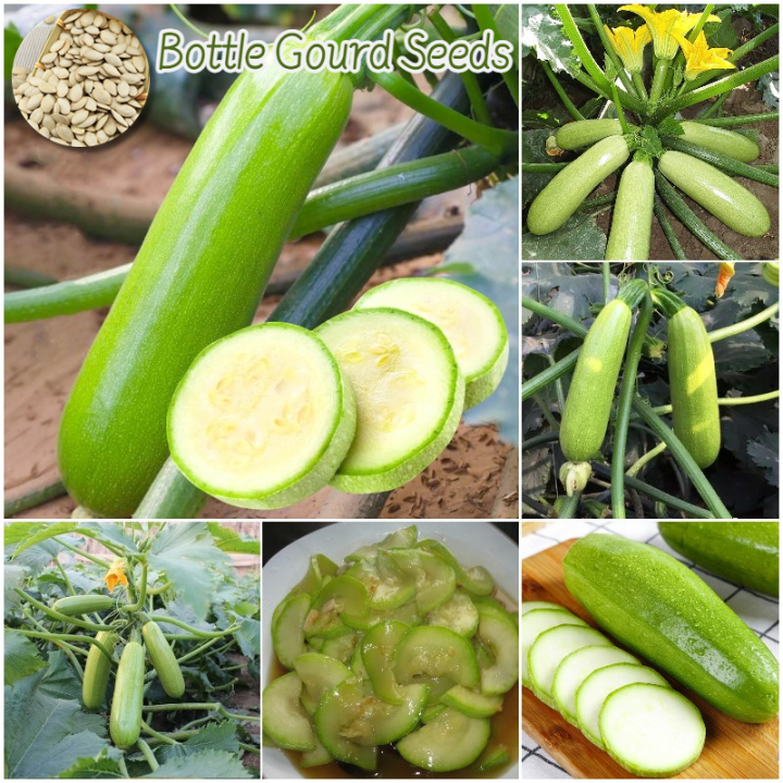 [Easy to grow in the Philippines] 20pcs Bottle Gourd Seeds Upo Zucchini ...
