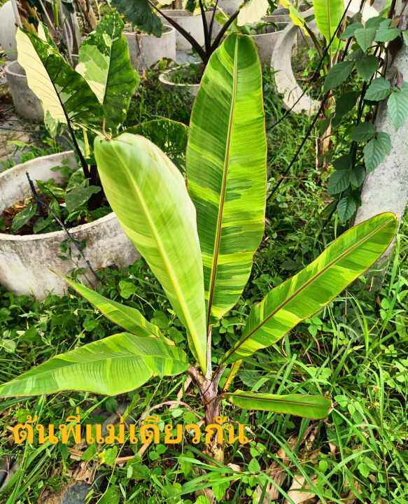 กล้วยเล็บมือนาง ลายฟลอริด้า (Musa AA group Var.) #ไม้ด่าง #กินได้ #ร้าน ...