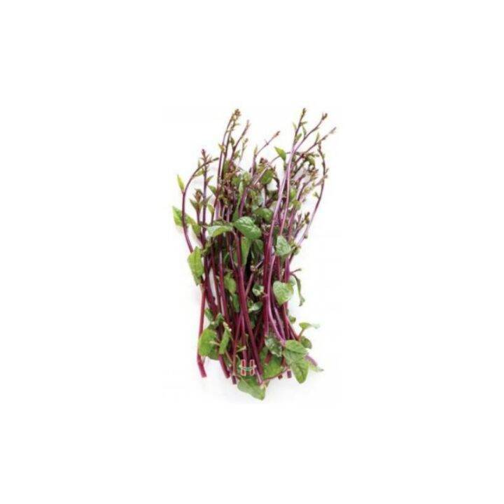 Alugbati Red Leaf Malabar Spinach Lazada Ph