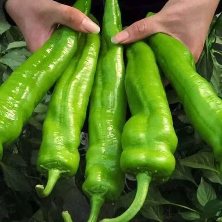[Buy three Get Ten] Buffalo Horn Chilli Seeds | Lazada PH