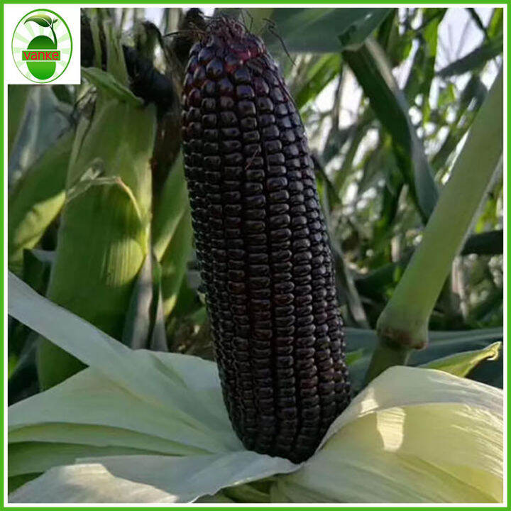 VK043（10 seeds)Black waxy corn | Lazada PH