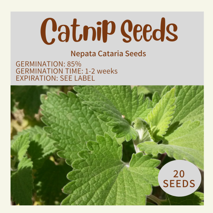 Catnip Seeds / Plant Seeds / Nepata Cataria Seeds / High Germination ...