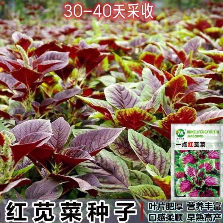 [Fast delivery of local stock in the Philippines] Red amaranth seeds ...