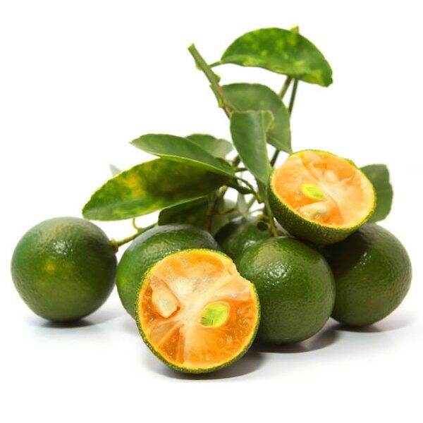 Calamansi Sapling/ Citrus Microcarpa / Anak Pokok Limau Kasturi Hybrid ...