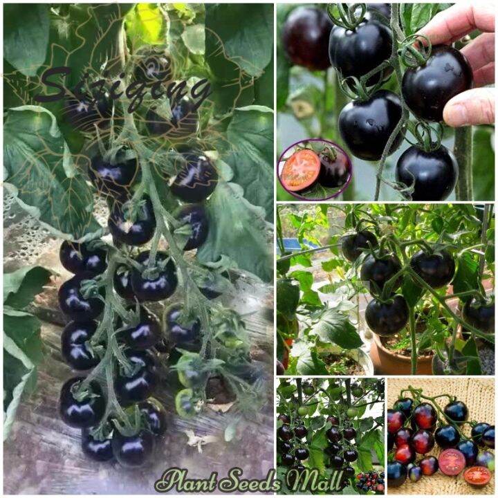 [Fast Germination] 50pcs Rare Black Cherry Tomato Seeds High Yielding ...