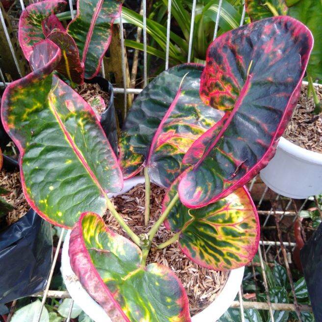 imported thailand croton | Lazada PH