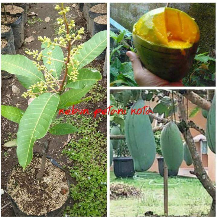paket 2 pohon mangga ukuran buah besar | Lazada Indonesia