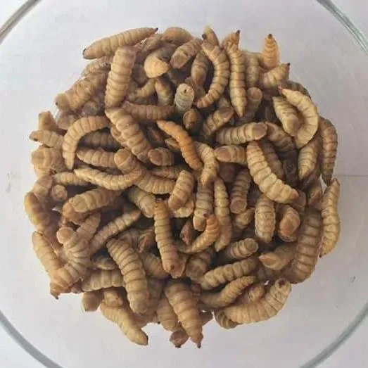 Maggot BSF Super | Lazada Indonesia