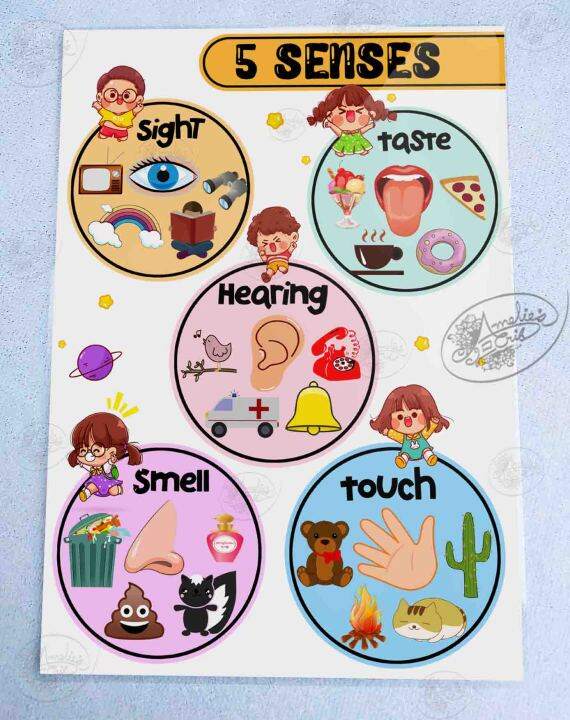 Five Senses, Body Senses MINIMALIST LAMINATED EDUCATIONAL CHARTS for PRESCHOOL, KINDER, SCIENCE ...