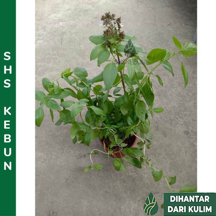 Pokok Selasih Thai Kemangi Thai Basil Herbs Pokok Outdoor Live Plant ...