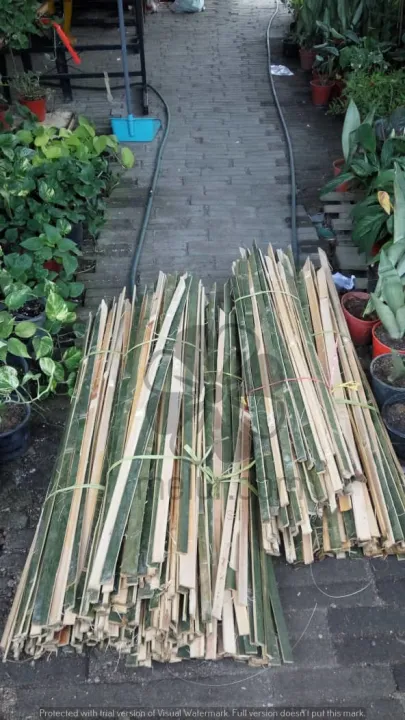 MDC-Bamboo plant stake / Buluh pancang / buluh penyokong / Batang buluh ...