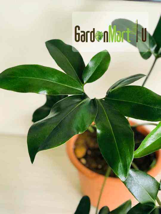 GardenMart4U Philodendron Fun Bun Goeldii Rare Live Plant Pokok Indoor ...
