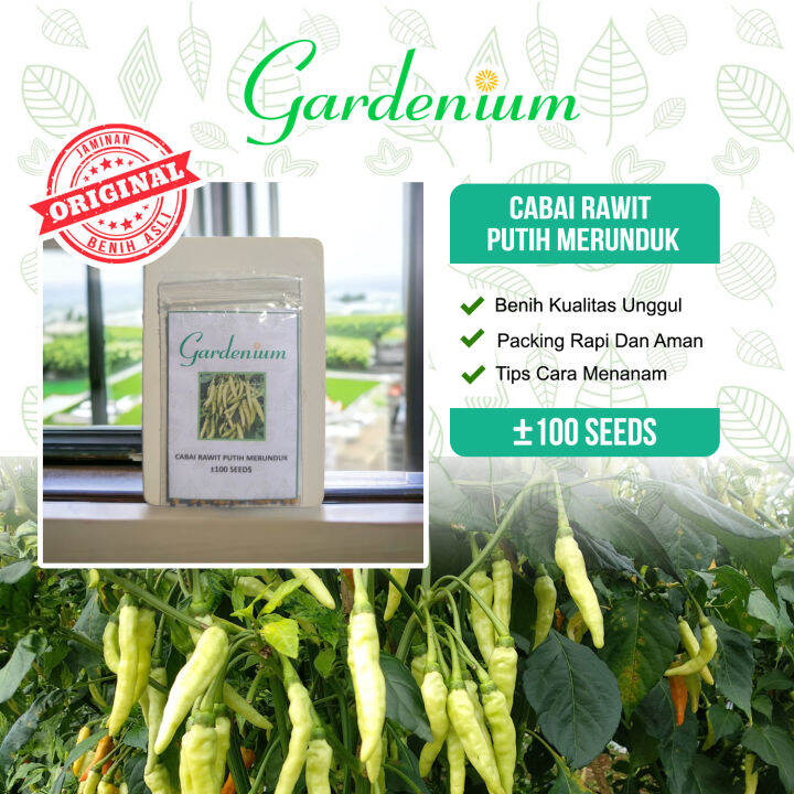 GARDENIUM Benih Cabe Rawit Putih Merunduk Cabai Unggul | Lazada Indonesia