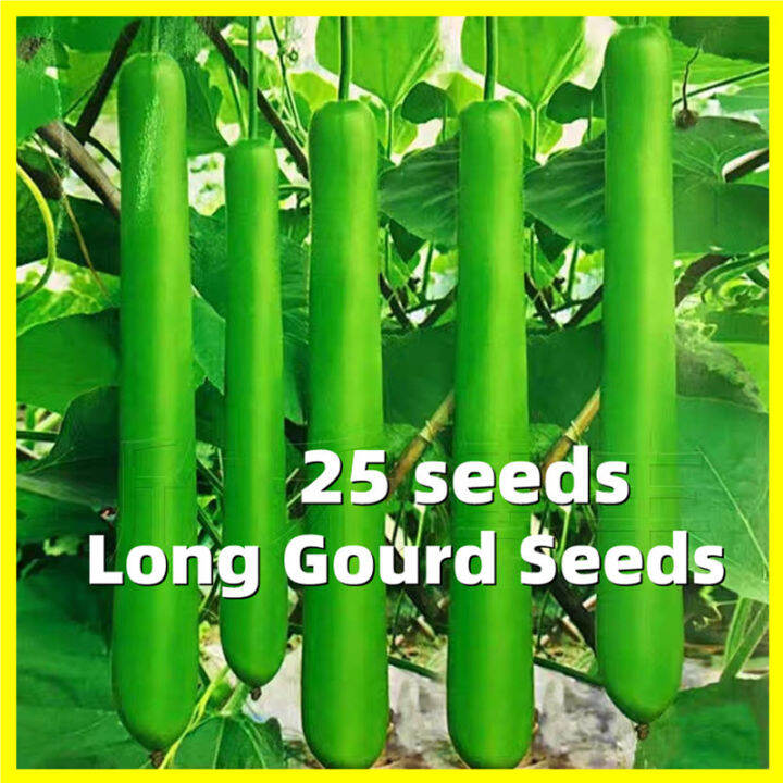 Long Bottle Gourd Seeds - 25 Seeds Giant Long Variety Loofah Sponge ...
