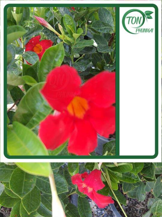 [สินค้าขายดี] Mandevilla Aloha Red ต้นจันทร์ดารา สีแดง ไม้เลื้อย สูง 70 ...