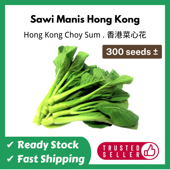 Vegetable Seeds / Biji Benih Sayur : Sawi Manis Hong Kong . Hong Kong ...