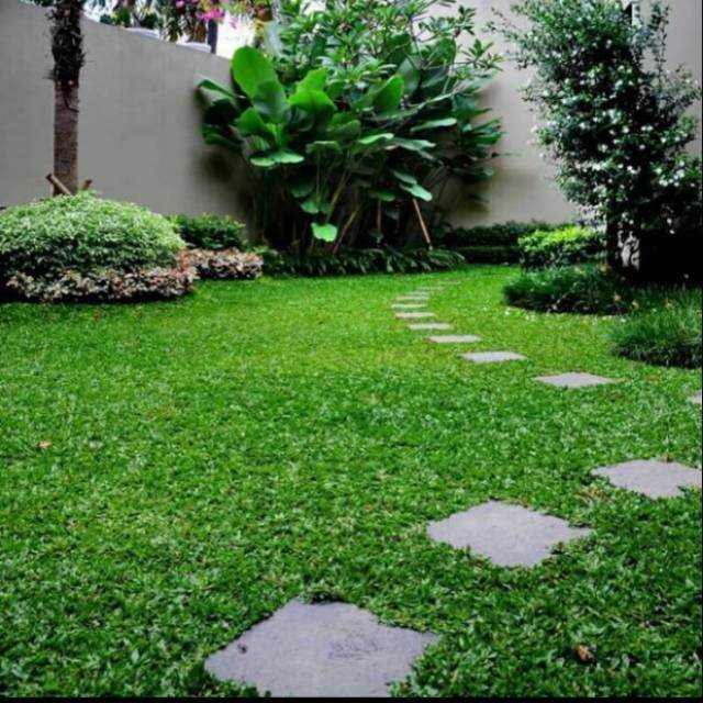 Kedai 40 Benih Biji Rumput Gajah Mini Bulrush Elephant Naper Uganda ...