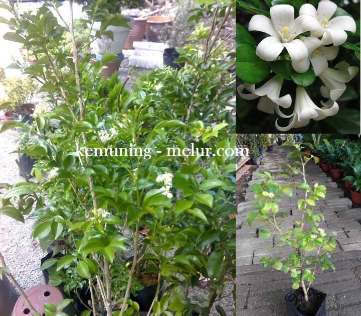 MDC- Orange Jessamine Sapling / Anak pokok kemuning / pokok bunga warna ...