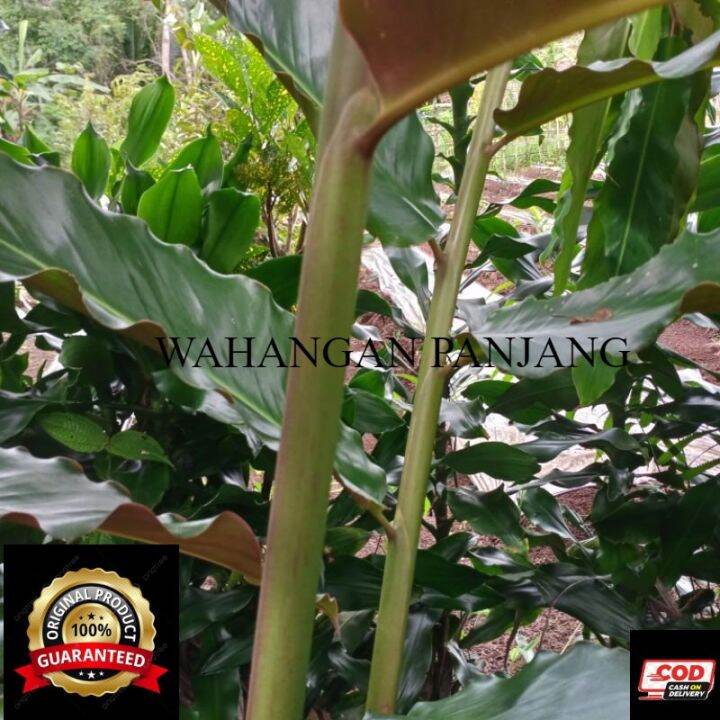 Pohon honje bunga kecombrang merah dan hijau cabutan | Lazada Indonesia