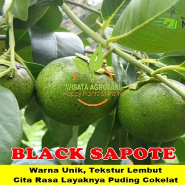 Bibit Tanaman Buah Black Sapote Jumbo (Sawo Hitam) Jaminan Kondisi Tanaman Segar & Tanaman ...