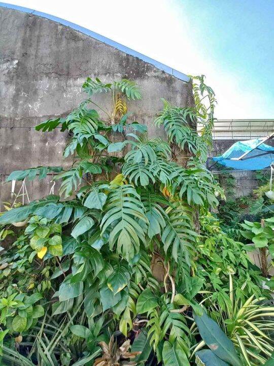 dragontail/tibatib cuttings | Lazada PH