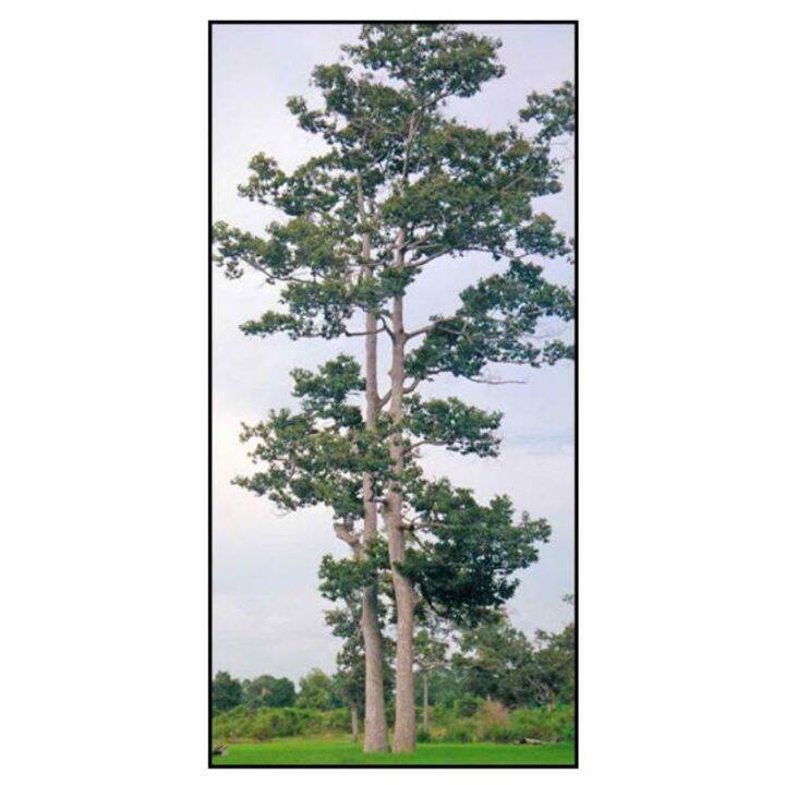 Apitong Tree in Seedling Bag | Lazada PH